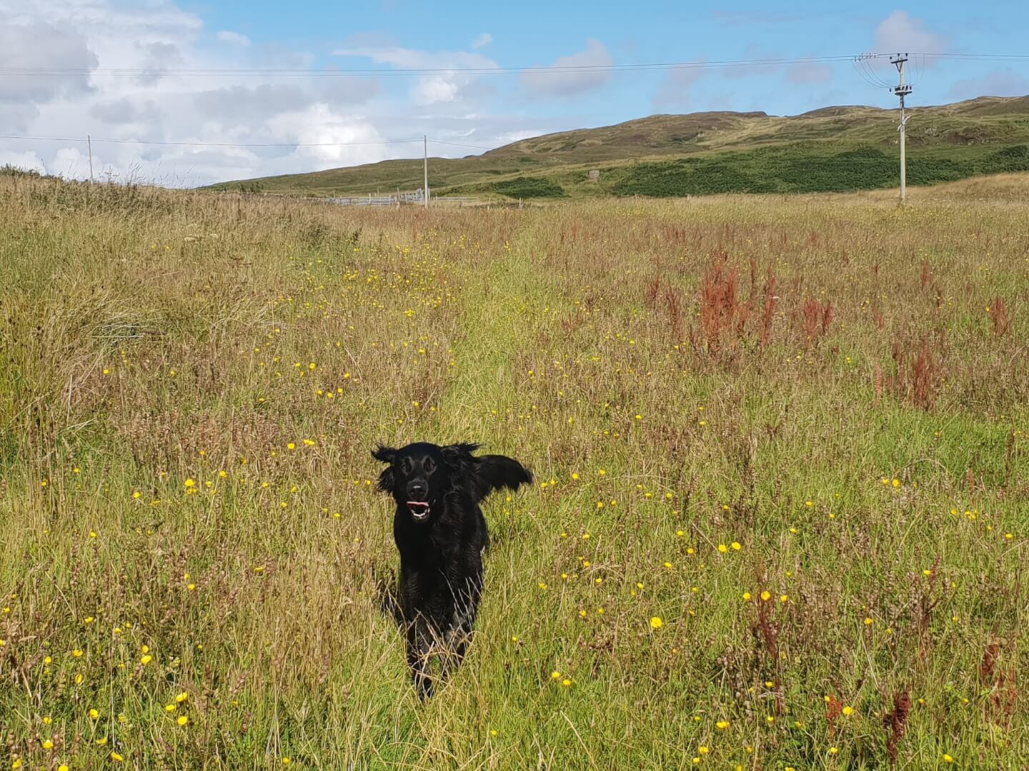 Wildlife on Islay - Persabus
