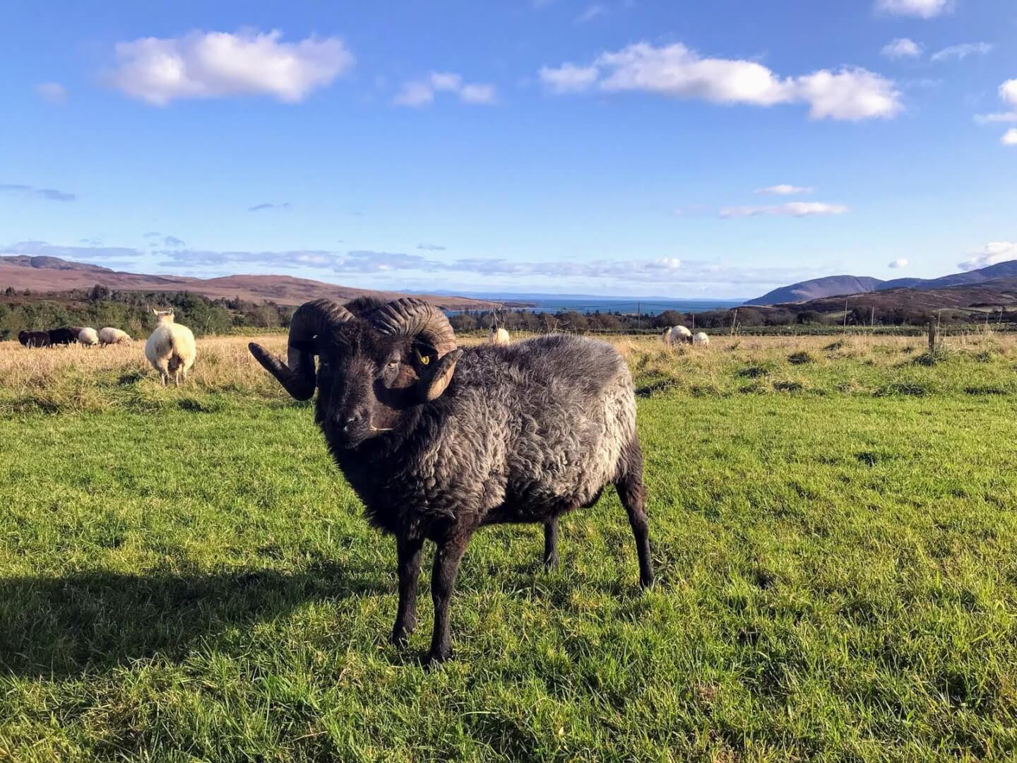 Hamish is in the Naughty Books - Persabus