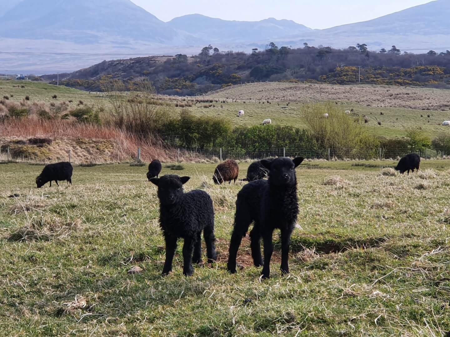 Our Islay Highland Cows - Persabus